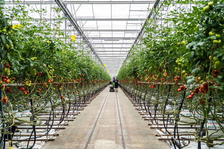 Windset - KUBO Sustainable Greenhouses