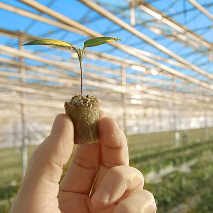 Windset - KUBO Sustainable Greenhouses